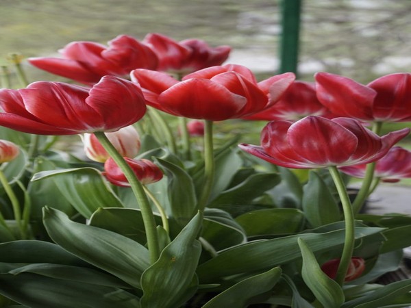 Tulip garden comes up in Uttarakhand