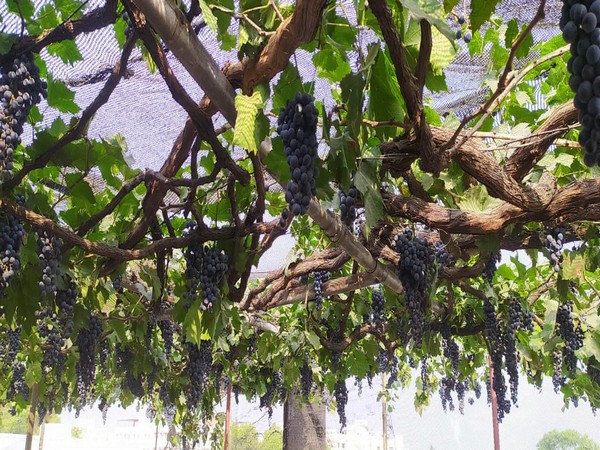 Pune farmer converts terrace into grapes farm, inspires citizens