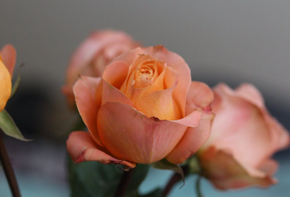 Rose Day: 5 beautiful rose varieties and the meaning behind them