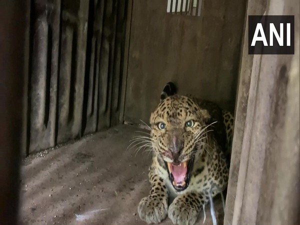 Forest department rescues Leopard in Nashik