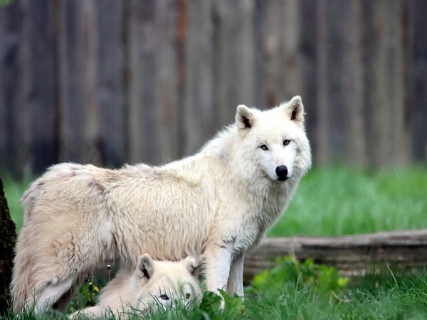 Scientists find that wolves can show attachment toward humans