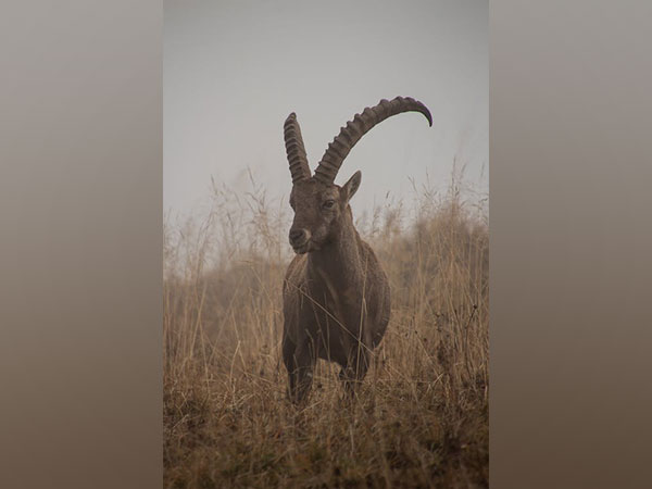 Geneticists discover new wild goat subspecies via ancient DNA: Study