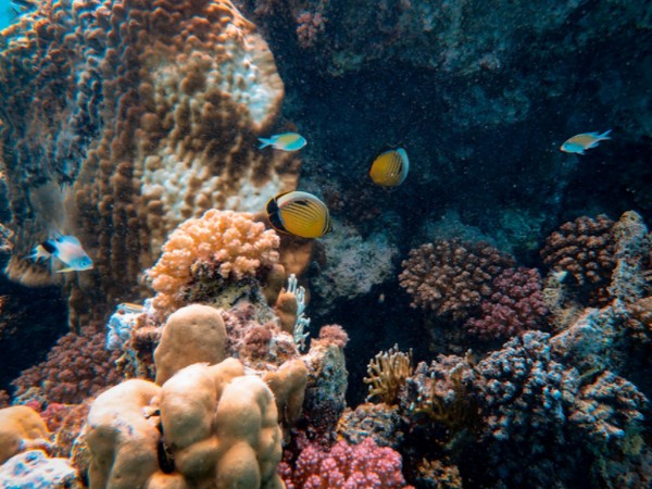 Study examines impact of coral chemical compounds on reef composition ...