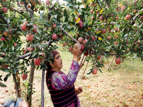 Growers busy with harvesting of delicious apple fruit crops in Kashmir