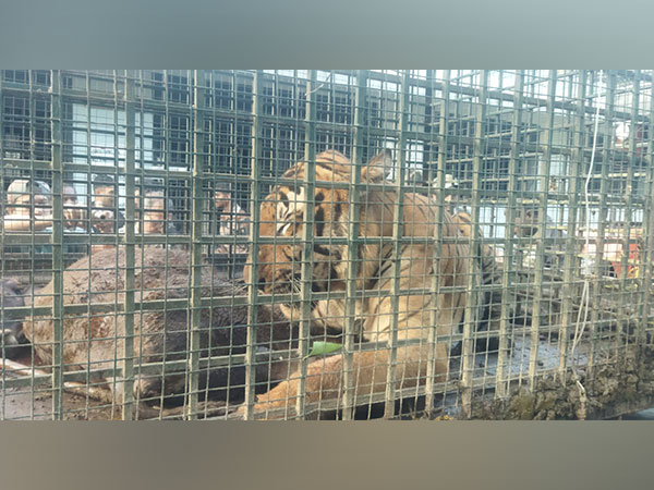 Tiger terror ends in Kerala's Wayanad as big cat captured after a month