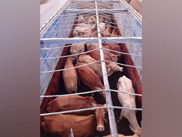 Two dozen cattle seized from smugglers in Assam's Nagaon