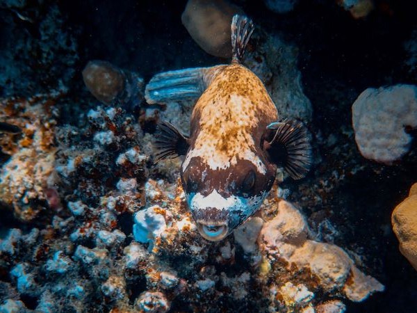 Study unveils how deep sea was colonized by ancient fish