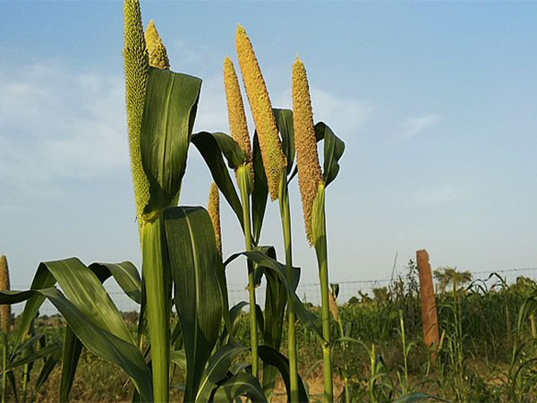 Govt comes out with action plan to promote millet export, value-added ...