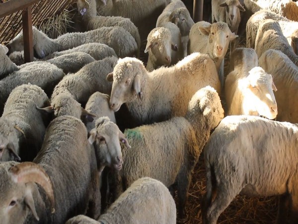 J-K admin introduces scheme for promoting sheep farming