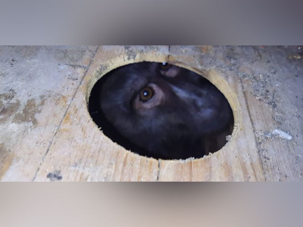 Assam police apprehend two persons for transporting 7 ape-like ...