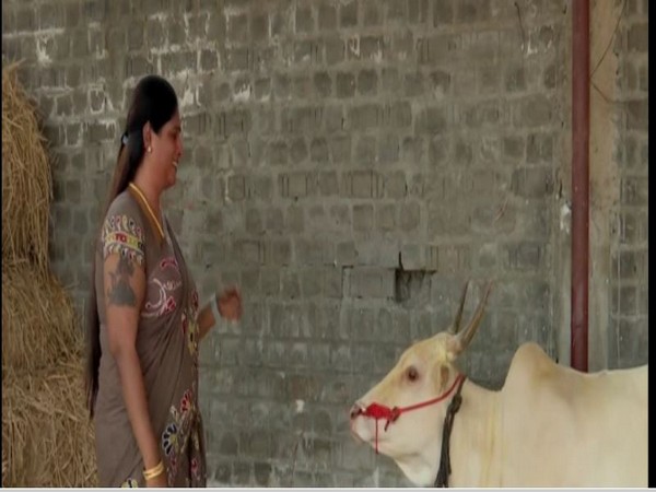 Transgender Keertana ready with her bulls for upcoming Jallikattu