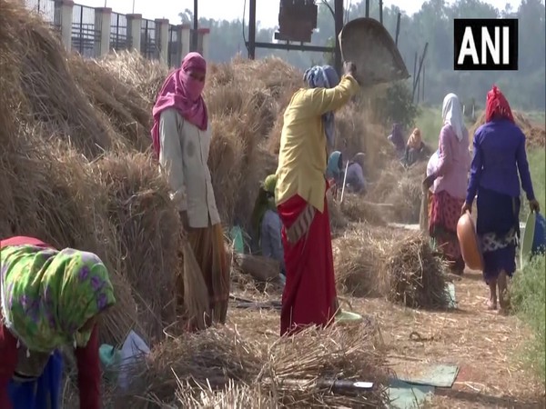 Chhattisgarh: University develops advanced variety of paddy that can ...