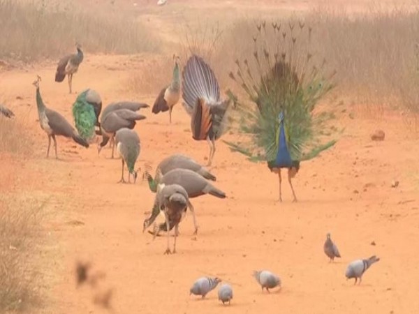 Valley in Odisha where 163 peacocks live in harmony with humans