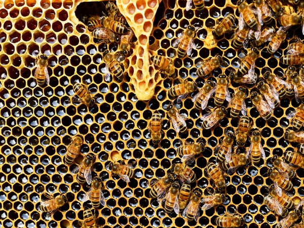 Biodiversity of bee population critical for ecosystems: Research