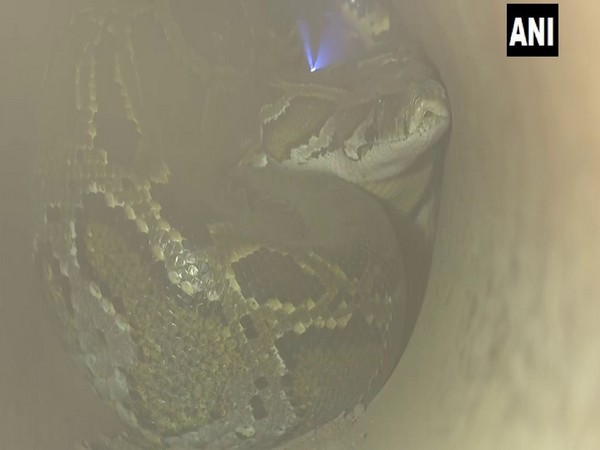 2 Burmese pythons rescued in West Bengal's Fulbari