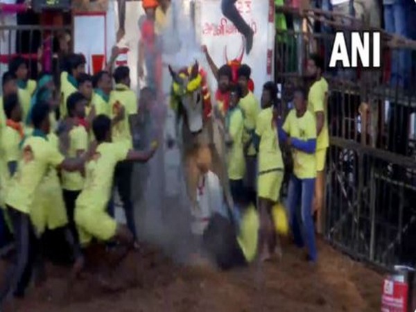 Tamil Nadu: 'Jallikattu 2023' event begins in Madurai's Avaniyapuram