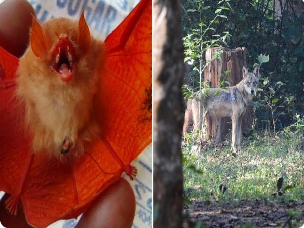 Rare 'Orange bat', endangered Indian Wolf spotted in Chhattisgarh's Bastar