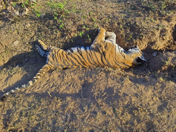 Madhya Pradesh: Tiger found dead in Umaria, probe on