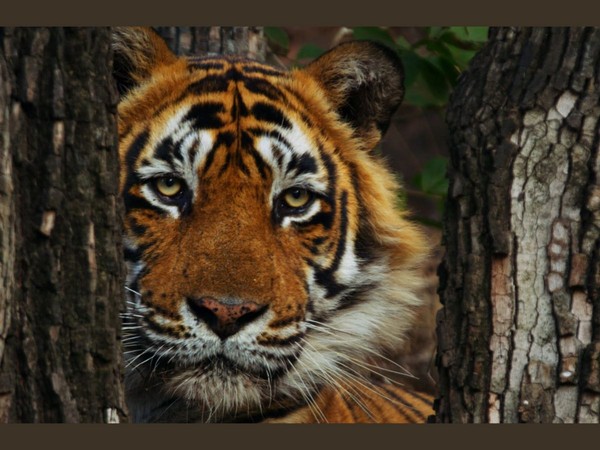 Warren Pereira's award-winning conservation documentary 'Tiger 24 ...