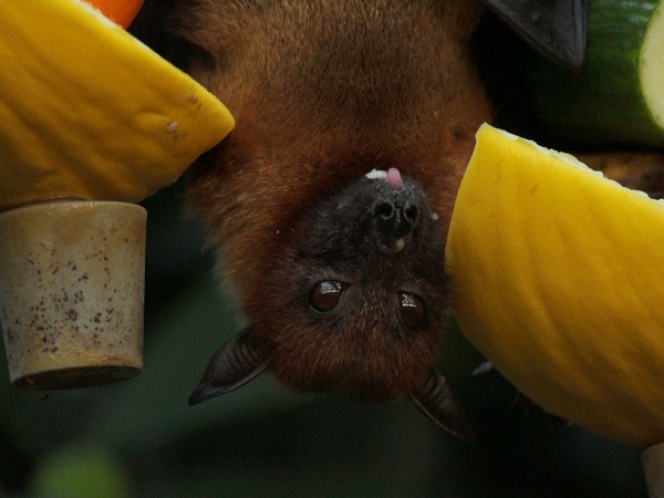 Study finds that bats experience hearing loss in older age