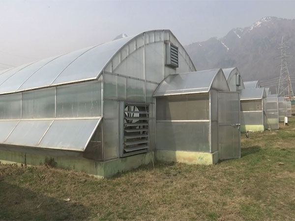 J-K horticulture dept introduces hi-tech poly houses, high yielding ...