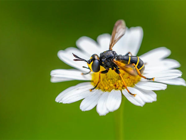 Rapid urban beekeeping has a negative influence on wild bee populations ...