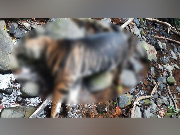Rare melanistic tiger found dead in Odisha's Similipal Tiger Reserve