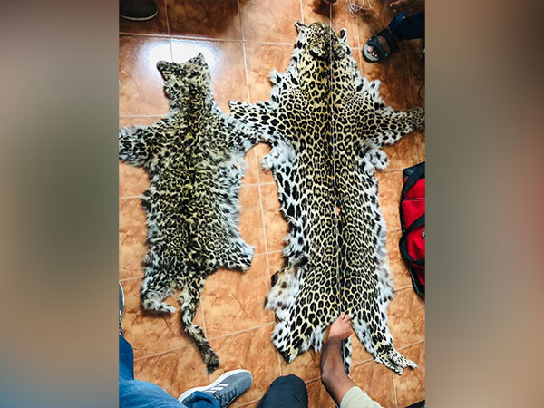 DRI detains 4 persons with 2 leopard skins in Delhi: Officials