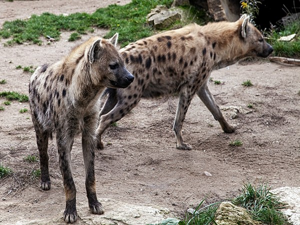 Hyenas inherit power from moms, but it's a privilege they pay dearly ...