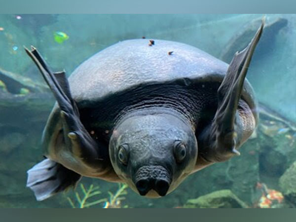 "Bali Safari Park: Preserving the Majestic Pig-nosed Turtle - A ...