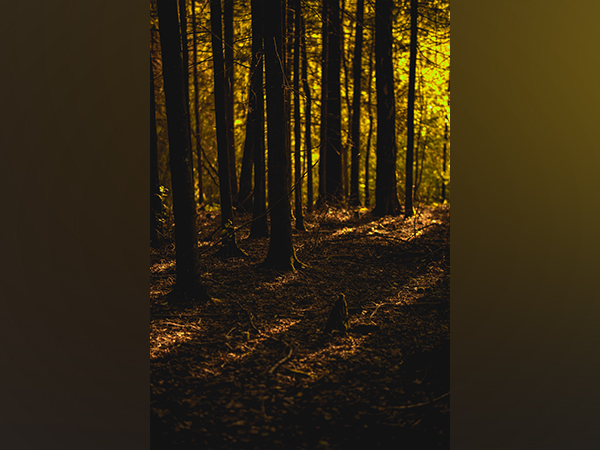 Research reveals secondary forests more sensitive to drought than ...