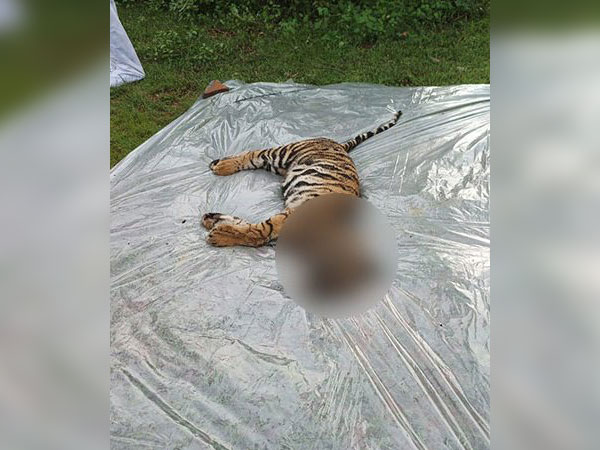 MP: Seven-month-old female tiger cub found dead at Bandhavgarh Reserve