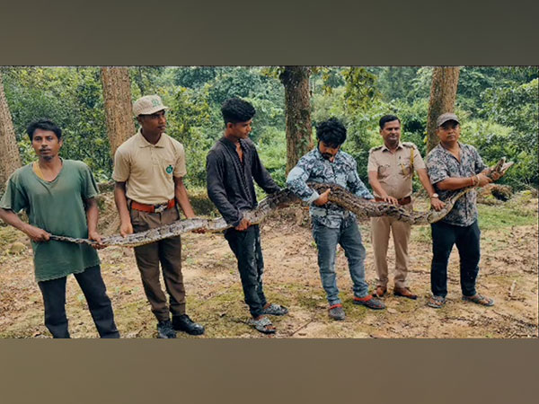 Locals rescue 18-feet long python from tea garden in Assam's Nagaon