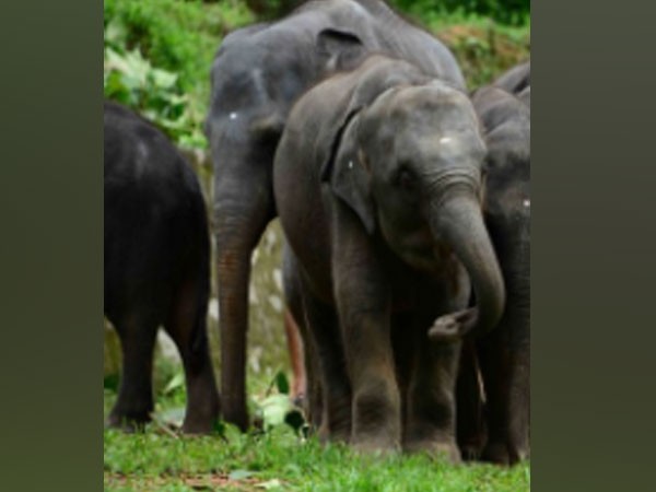 Assam: Two elephants collide with freight trains