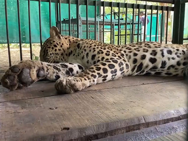 MP: Leopard with whom villagers in Dewas playing, taking selfies dies ...