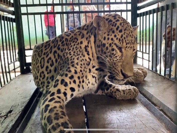 MP: Leopard with whom villagers took selfies with, still undergoing ...