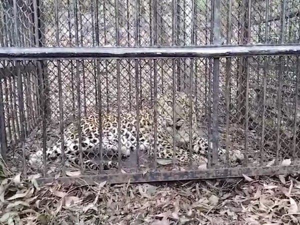 Operation Leopard: Fifth big cat captured near Andhra's Narasimhaswamy Temple