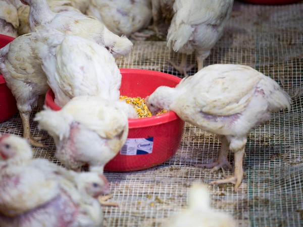 Israeli startup’s lab-grown chicken gets certified by largest US kosher ...