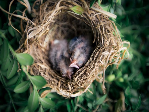 Ground-nesting birds build their nests to protect themselves from ...