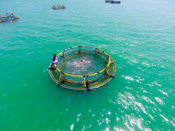 Central Marine Fisheries Research Institute proposes mariculture parks ...
