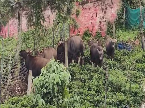 Tamil Nadu: Wild gaur enters Kotagiri town in Nilgiris