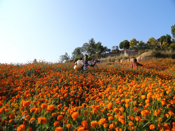 Florists in Kathmandu get busy plucking flowers as Tihar festival ...
