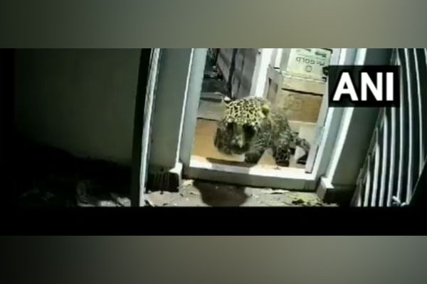 Tamil Nadu: Leopard who took shelter inside house in Coonoor escapes