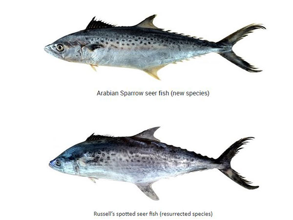 Two more seer fish species discovered in Indian waters