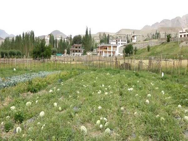 Ladakh introduced new technology to cultivate vegetables in harsh ...