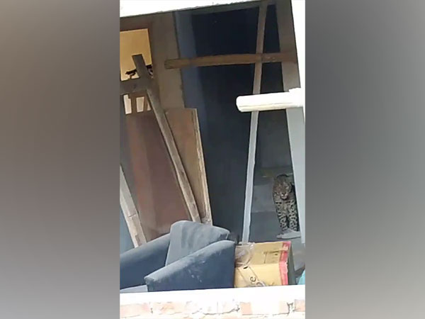 Assam: Two forest officers, one local youth injured in leopard attack ...