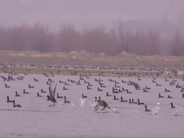 J-K: Wullar Lake gets CCTV surveillance to curb bird poaching in Bandipore