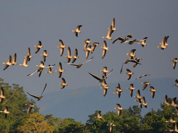 Assam: Waterbird Census at Kaziranga National Park records presence of ...