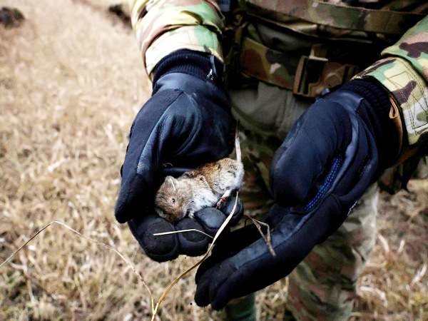 Ukraine grapples with resurgence of rats and mice, echoing horrors of ...