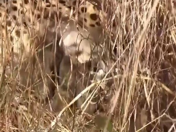 Namibian Cheetah gives birth to three cubs in Kuno National Park